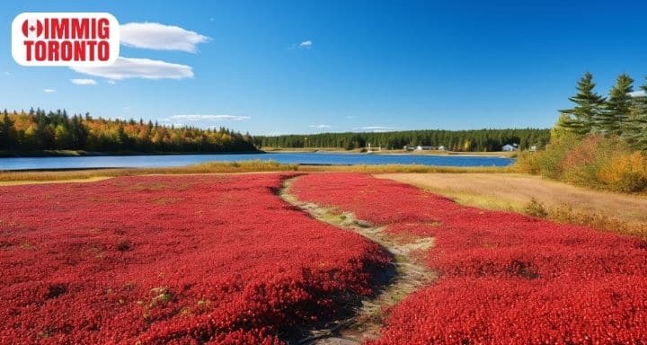 IRCC Grants More CEC Invitations In Latest Express Entry Draw